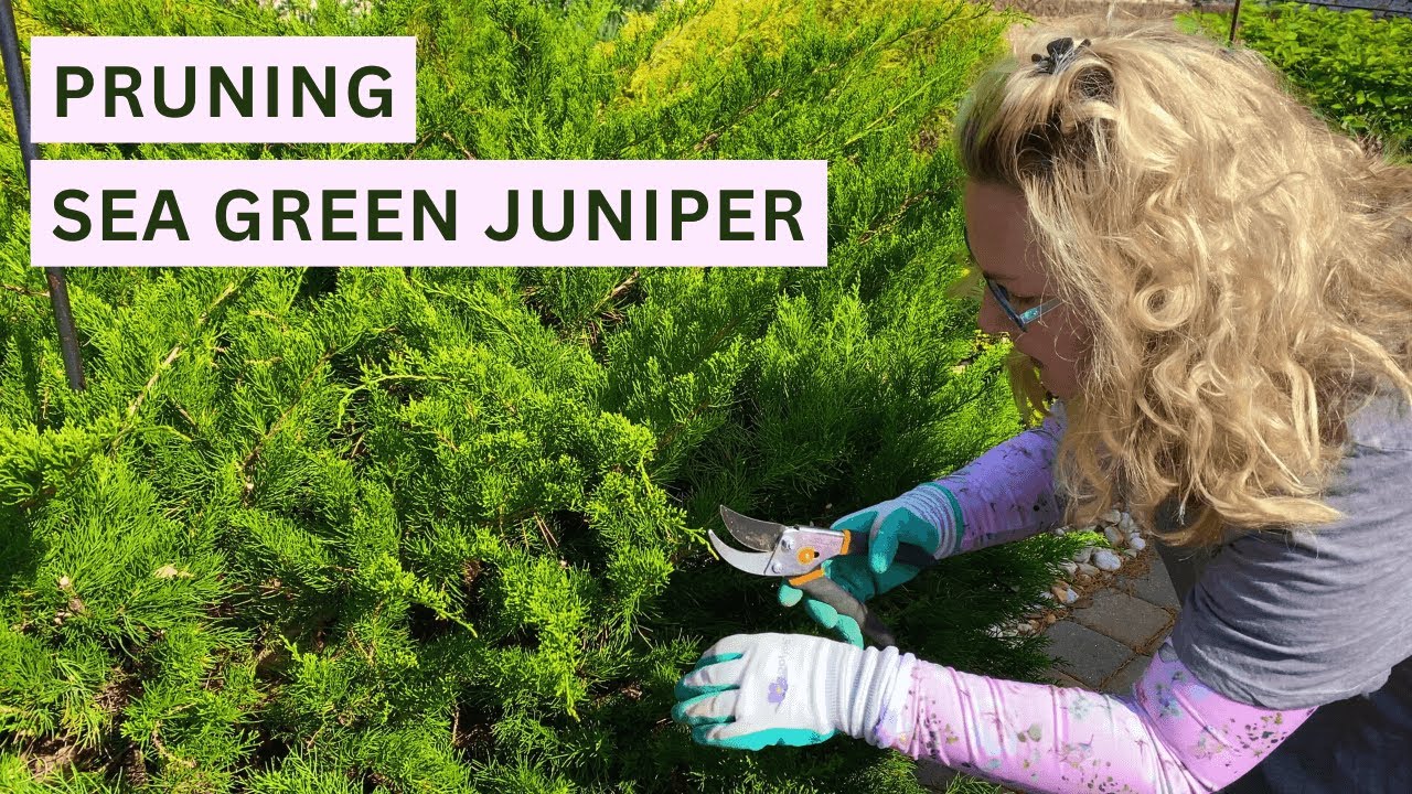 Pruning Sea Green Juniper Can You Shrink A Shrub Youtube