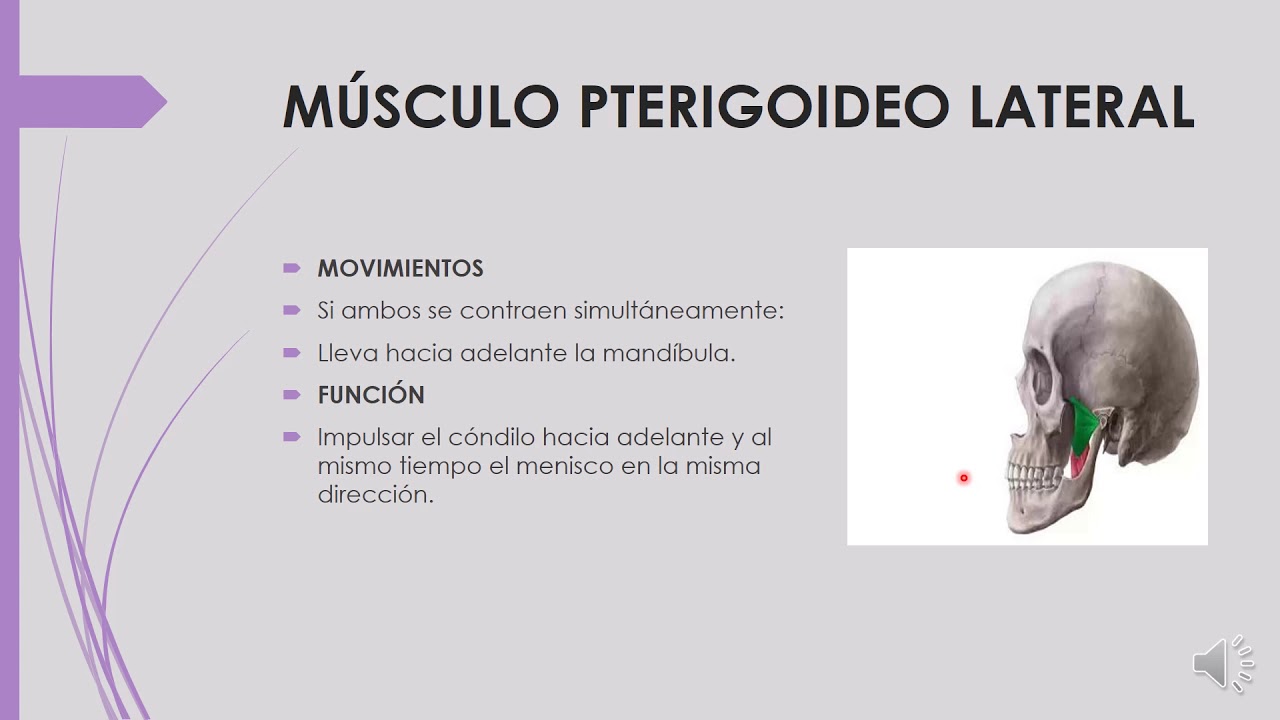 Origen E Inserción Del Músculo Pterigoideo Lateral