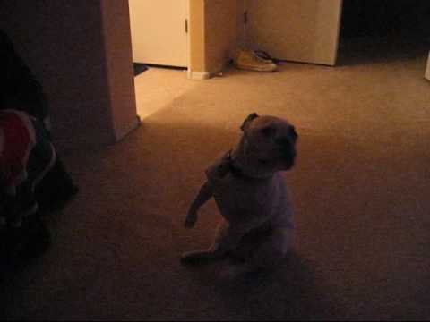 Dancing French Bulldog - YouTube