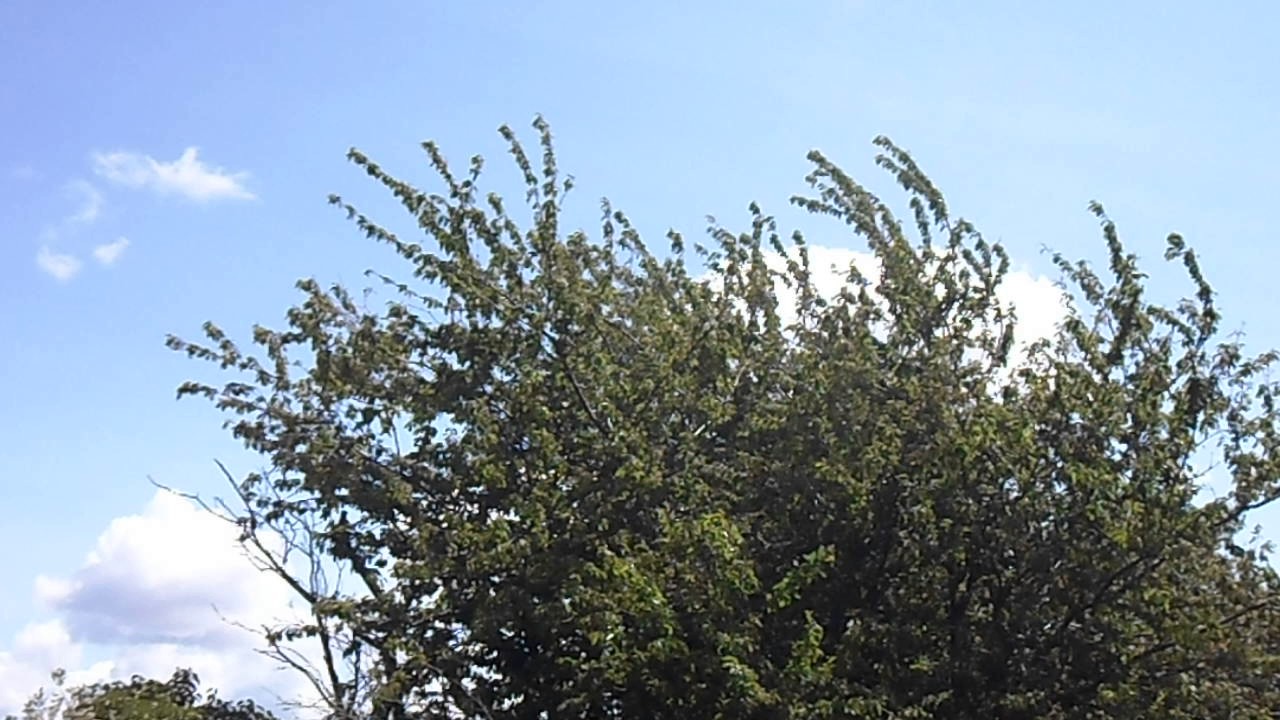 Samsung PL120 camera 720p 30fps test video