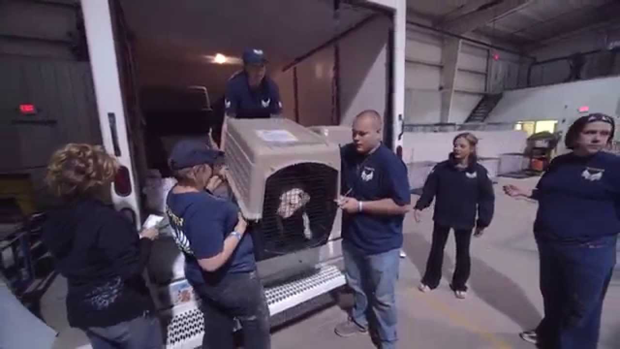 Operation Delta Dogs - YouTube