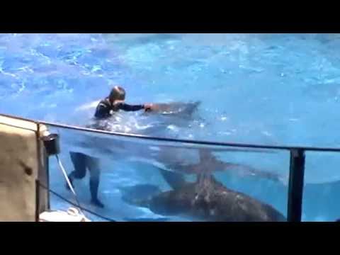The Dolphin show at Gulf World - YouTube