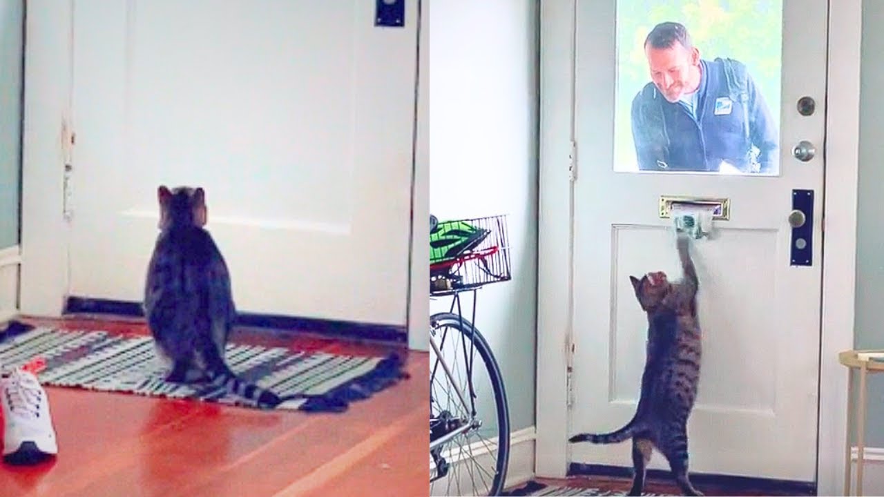 Cute Animals Sweet Mailman Has Adorable Routine With Cat Every Morning ...