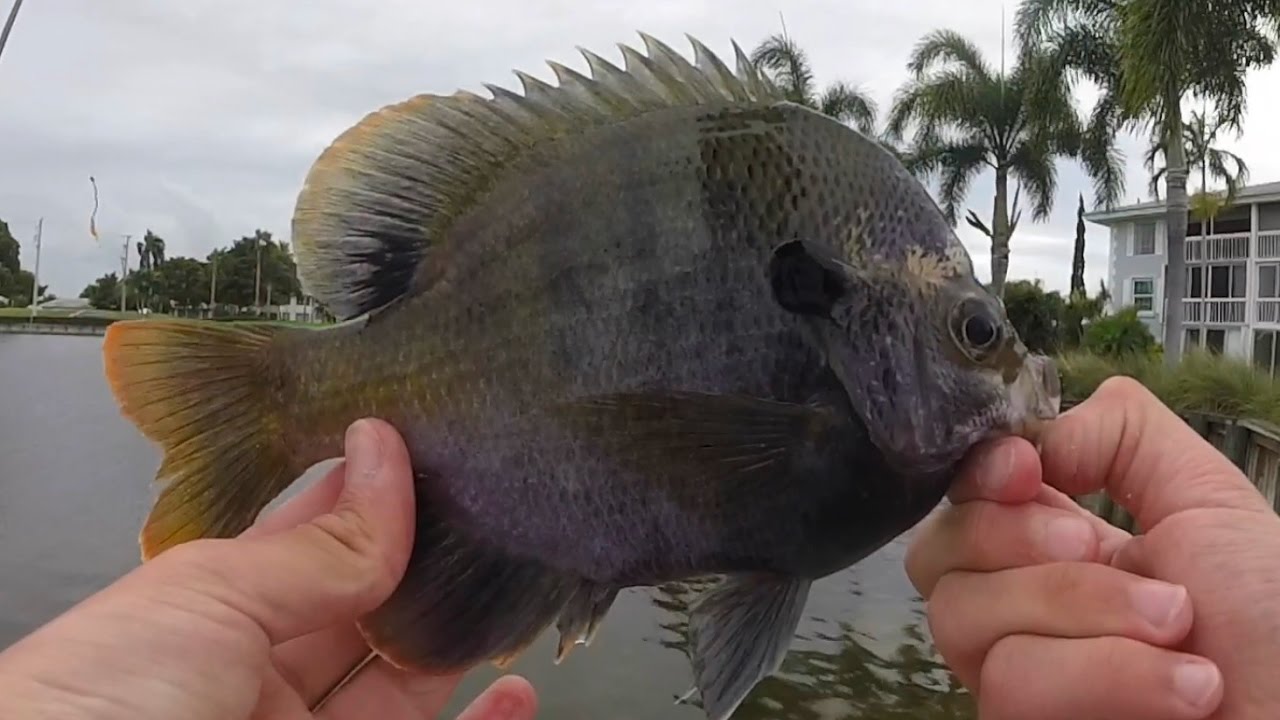 Fishing for Huge Florida Bluegill - YouTube