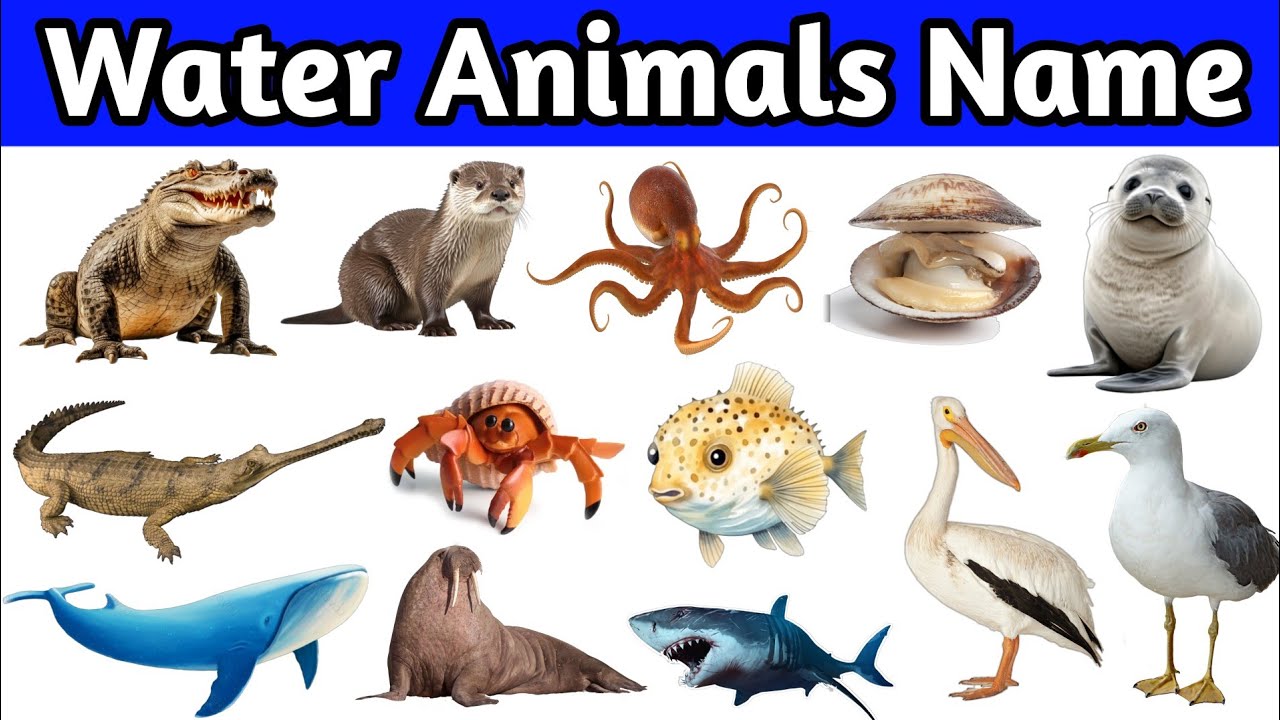 Water Animals Name | Water Animal Vocabulary #wateranimal - YouTube