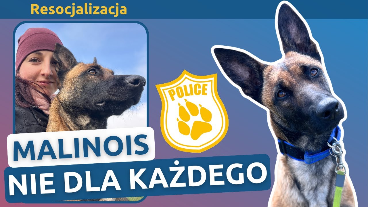 Pies komandos - Owczarek Belgijski Malinois | Malina na Resocjalizacji ...