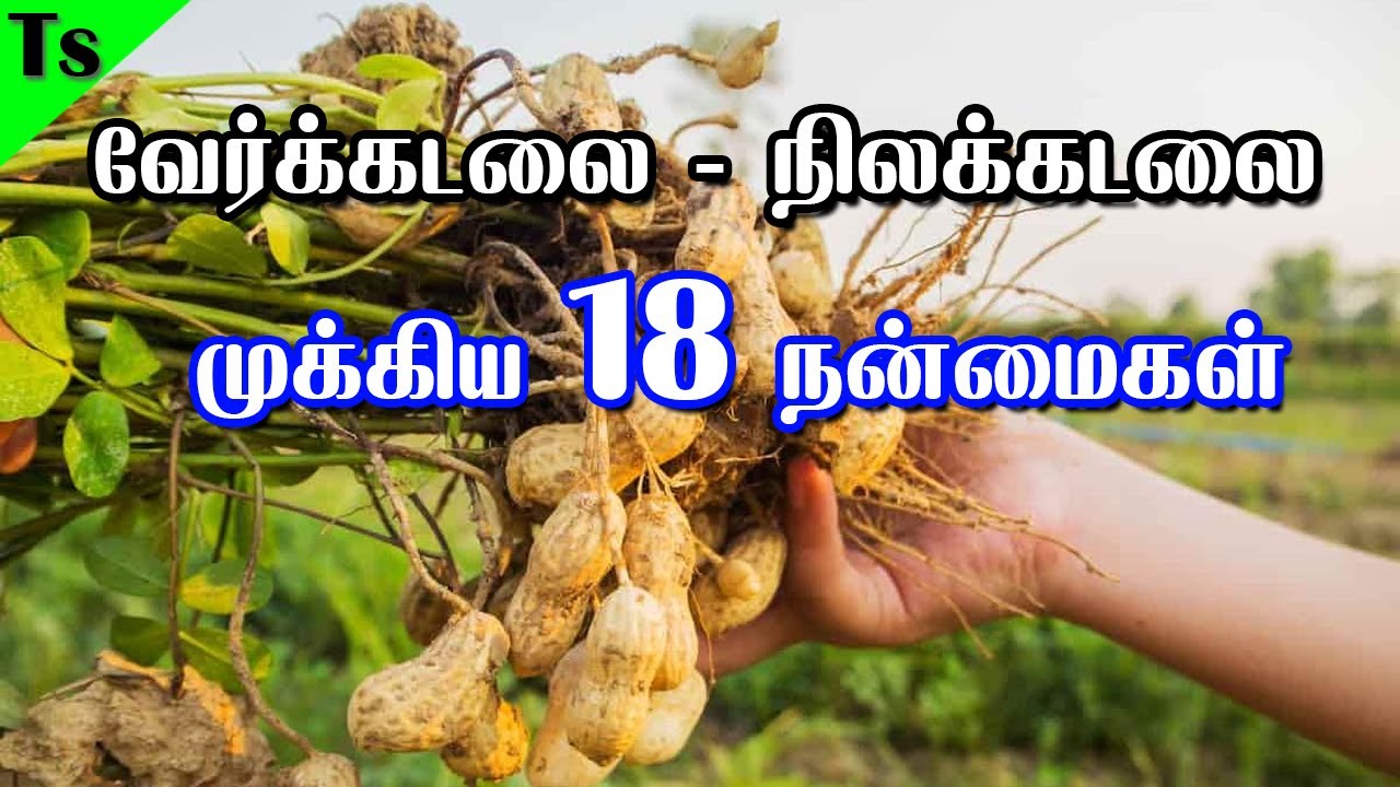 வேர்க்கடலை நன்மைகள் | Top Health Benefits of Groundnuts | Peanut ...