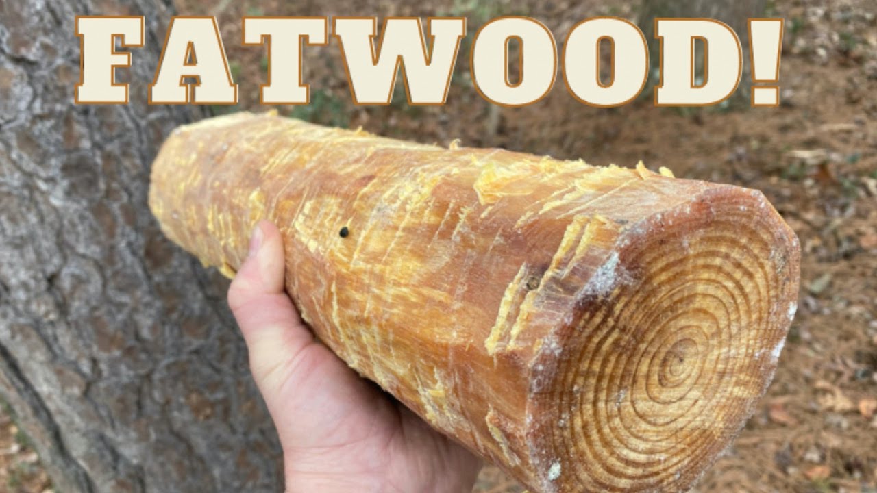 Fatwood for Beginners | How to Locate & Use it - YouTube