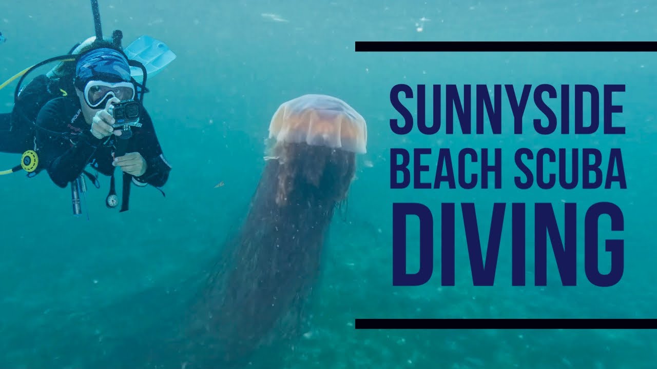 Seattle Scuba diving Sunnyside beach, WA - YouTube