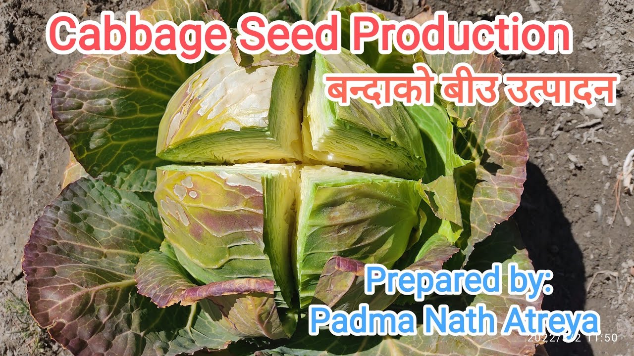 Cabbage Seed Production/बन्दाको बीउ उत्पादन - YouTube