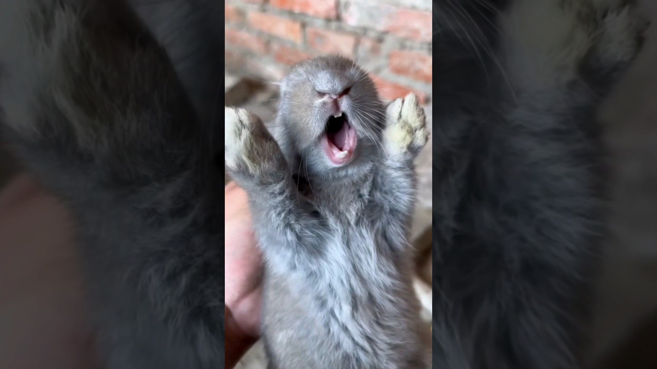 Screaming rabbit#animals #rabbit - YouTube