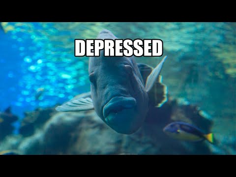 Do Fish Have Feelings Psychology