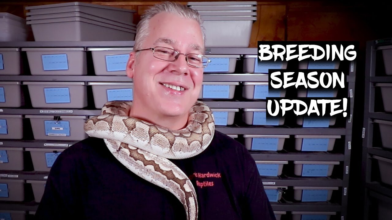 Ball Python Breeding Season Update! - YouTube