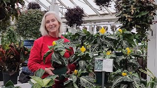 Zebra Plant