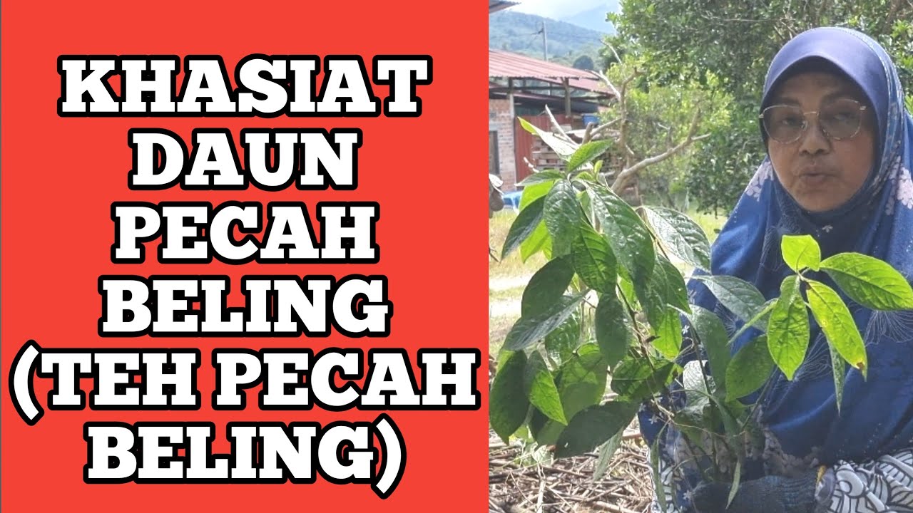 KHASIAT DAUN PECAH BELING ATAU PECAH KACA DAN CARA MEMBUAT TEH DAUN ...