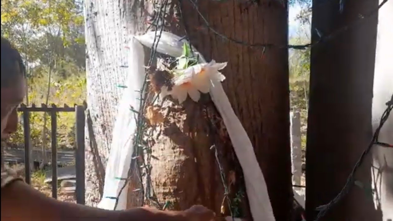 Este Árbol está la imagen de la virgen Maria los cuenta la historia 😱 ...