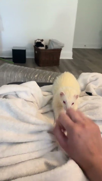 Adorable Ferret Playtime Fun #ferret #ferrets #ferretlove - YouTube