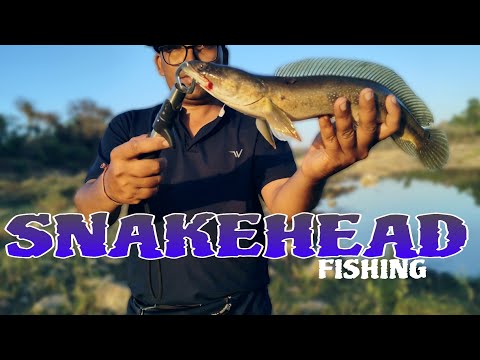 SNAKEHEAD FISHING VIDEO | SNAKEHEAD FISHING WITH SPOON LURE | FISHING #fishingvideo #snakeheadfish 