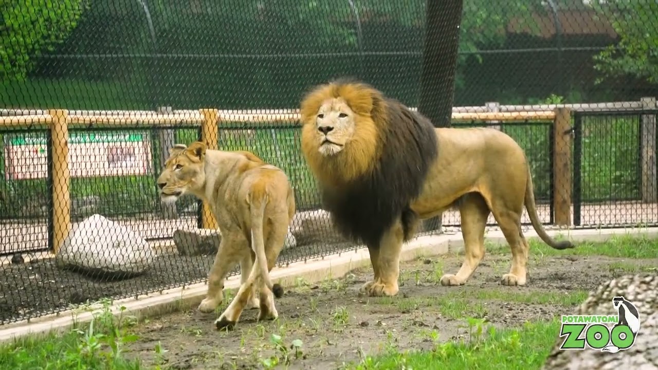 Lion Habitat Denver Zoo To Open New Home For Their California Sea