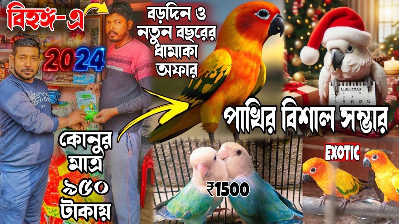 Exotic Bird shop in Howrah। Howrah Best Bird shop। Howrah Chamrail ...