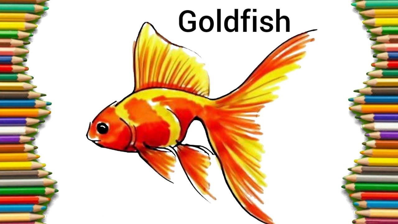 How to draw Goldfish drawing easy step by step||goldfish drawing ...