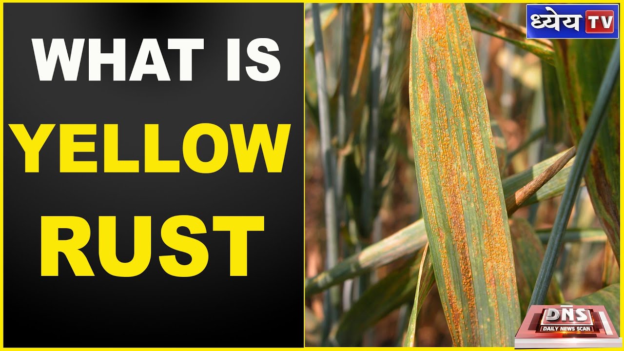 DNS: WHAT IS YELLOW RUST? - YouTube