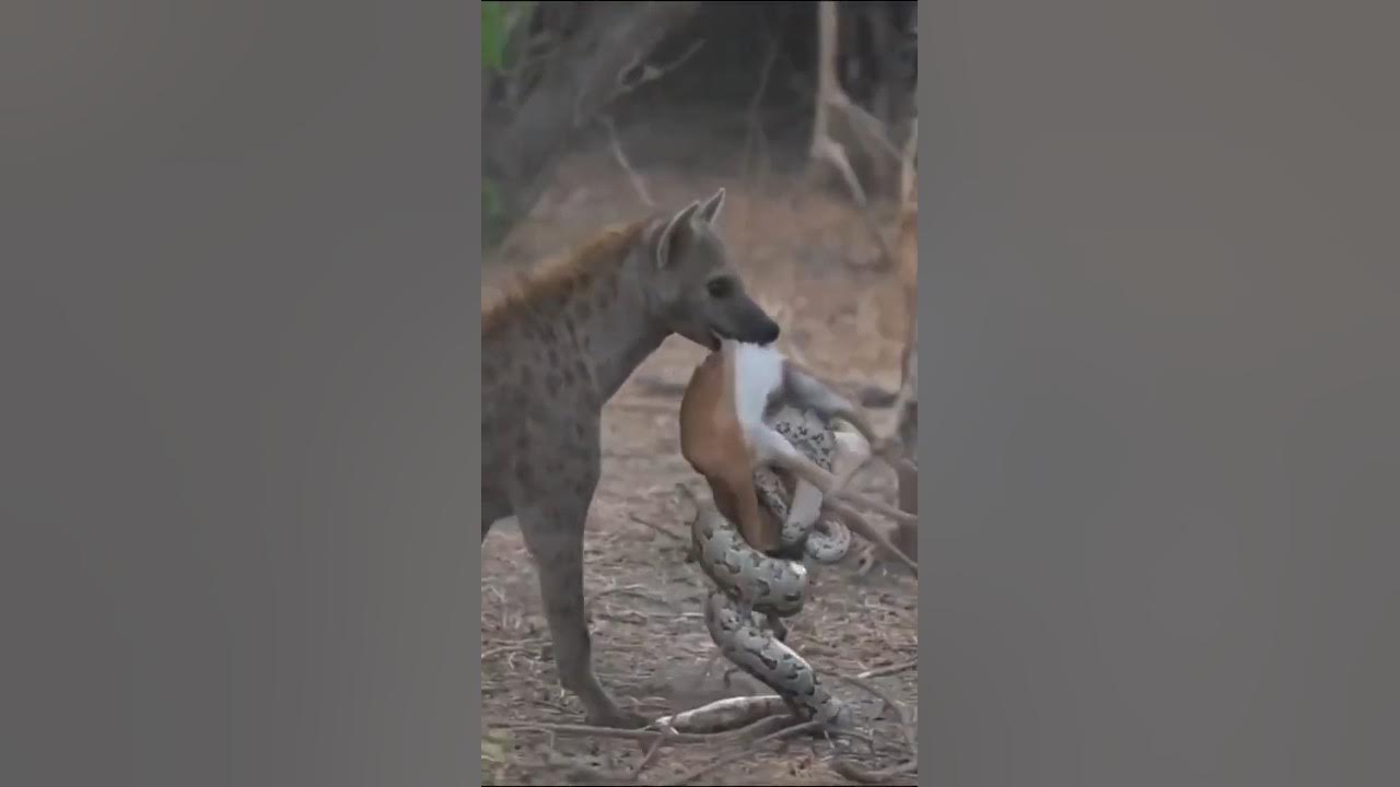 Python Catches Tiny Impala, Hyena Steals Both in Stunning Wildlife ...