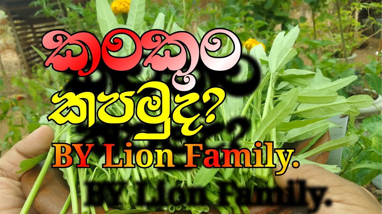 කපමුද කංකුං?Kapamuda Kankun?#plants #green #kankun #trending - YouTube