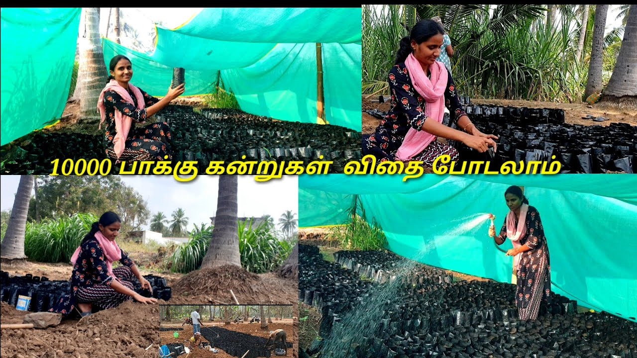 10000 பாக்கு கன்றுகள் ரெடி பண்ணலாம்|How to grow arecanut plant from ...