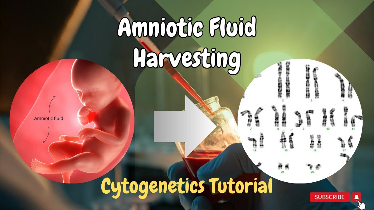 Essential Cytogenetics Lab Technique | Amniotic Fluid Sample Harvesting - YouTube