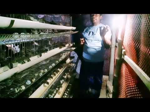 কোয়েল পাখির ফার্ম নিয়ে একটি গুরুত্বপূর্ণ ভিডিও koyel pakhir farm # ...