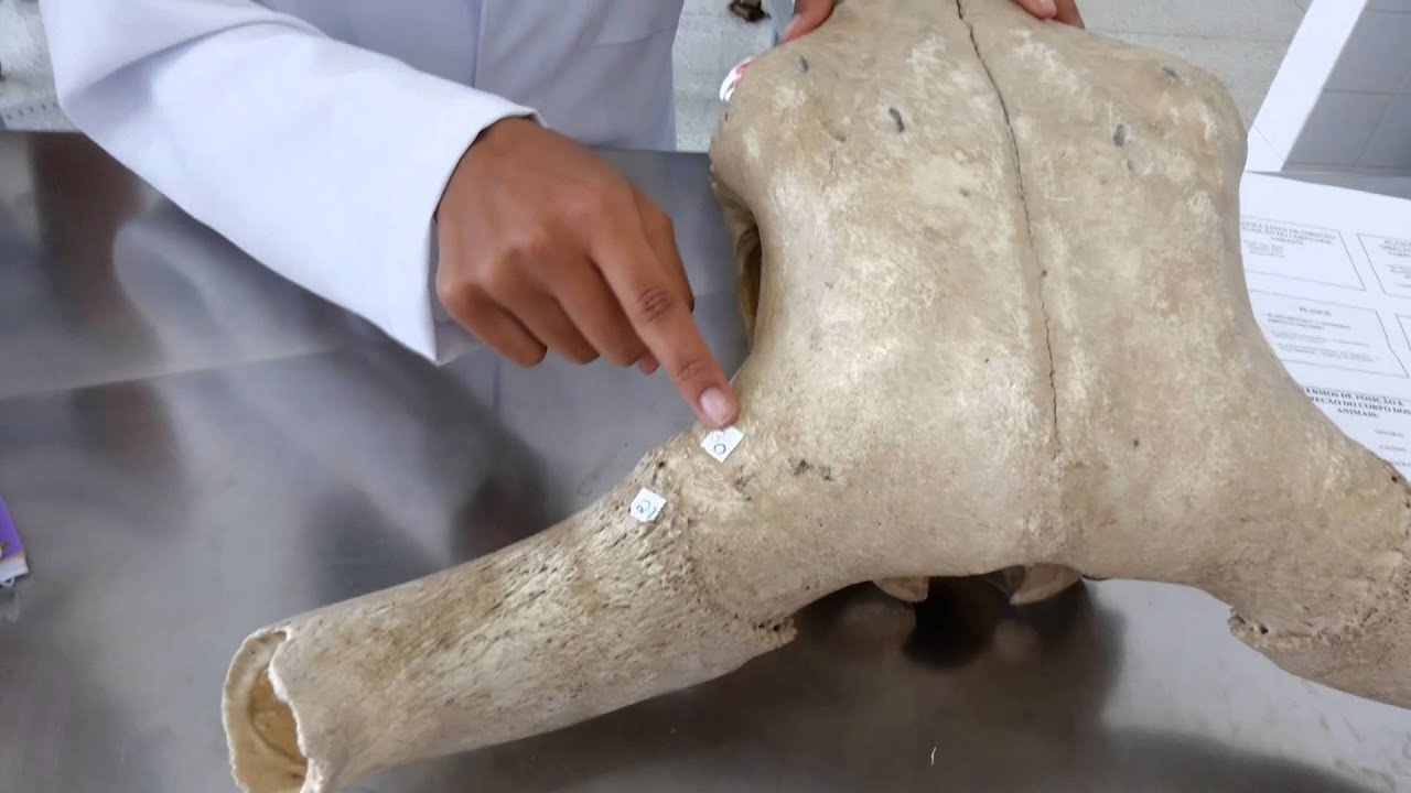 BOVINOS: Processo cornual, Protuberância Intercornual - YouTube