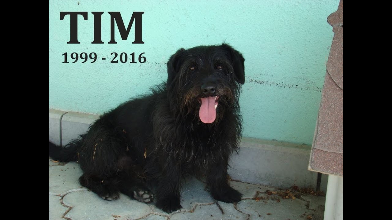 Tim na plote - YouTube