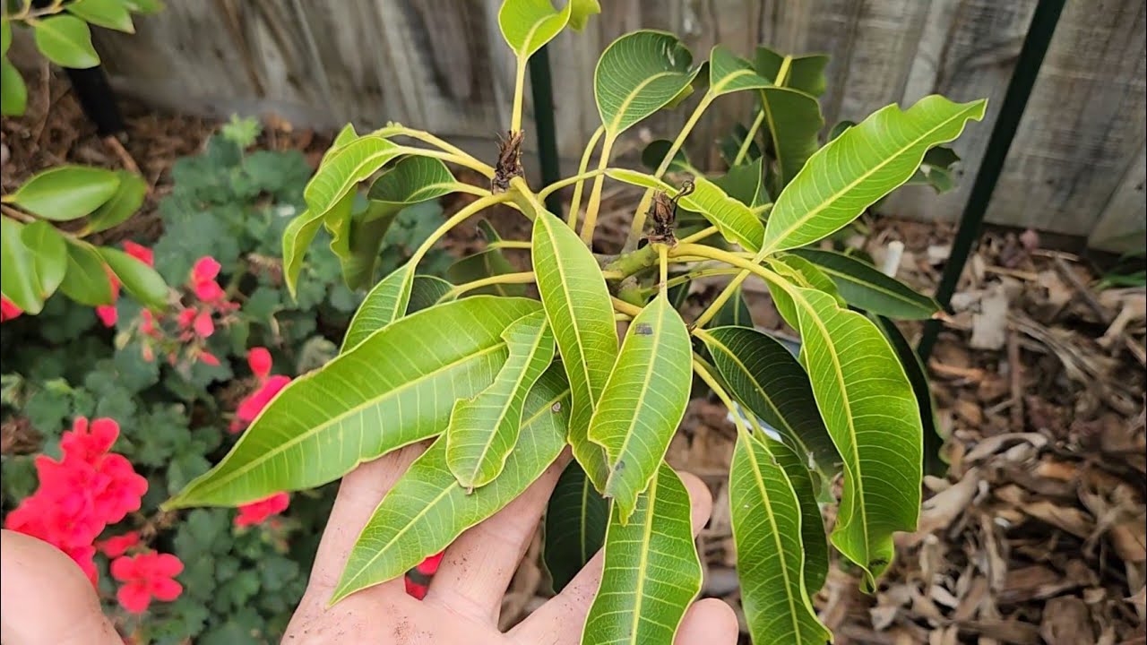 Uncovering Grafted Mangoes, Wax Jambu, Yellow Papaya, Acerola After ...
