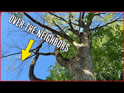 Tricky Tree Removal in a Tight Space - YouTube