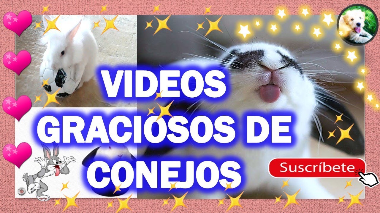 VIDEOS GRACIOSOS DE CONEJOS - YouTube