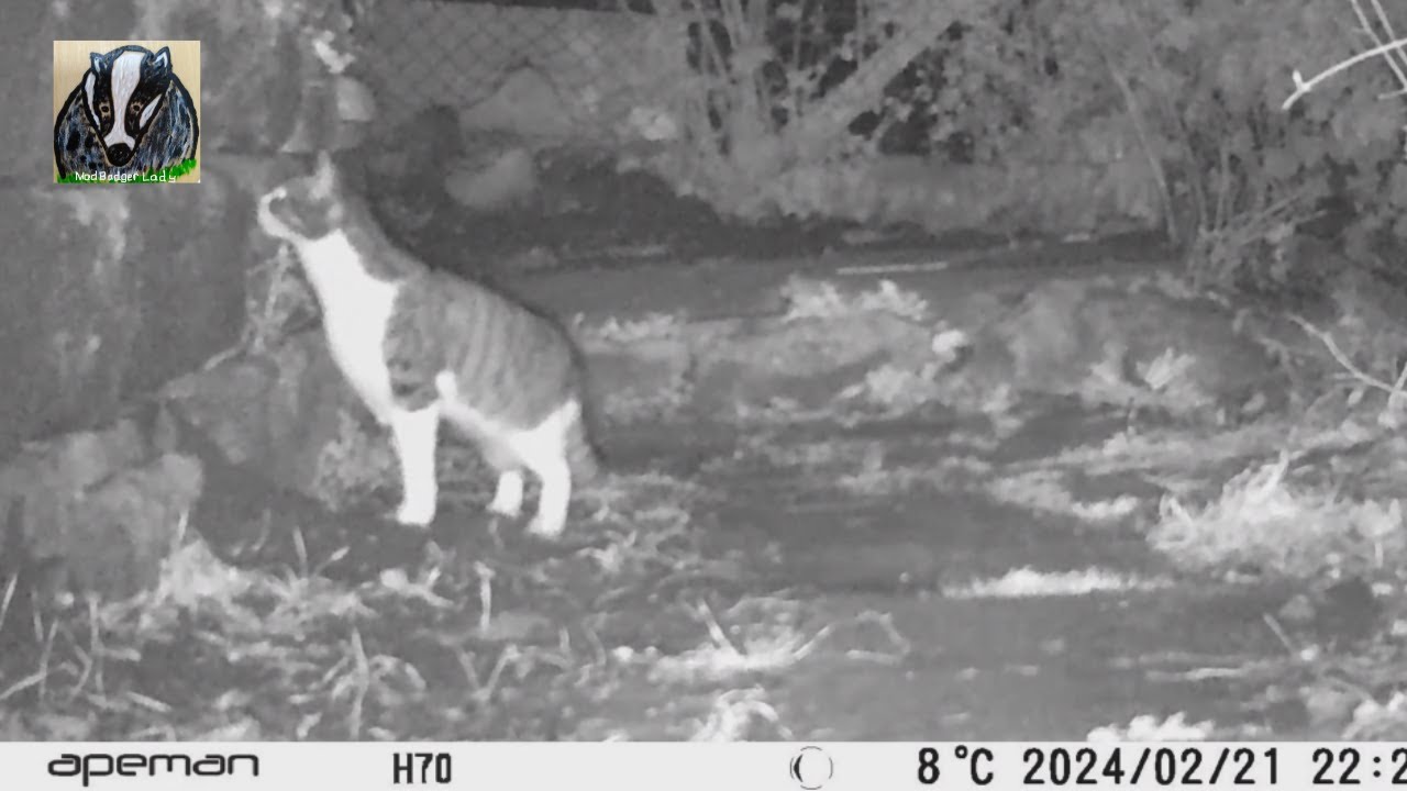 Badgers, Rat and Cat Looking for Rat - YouTube