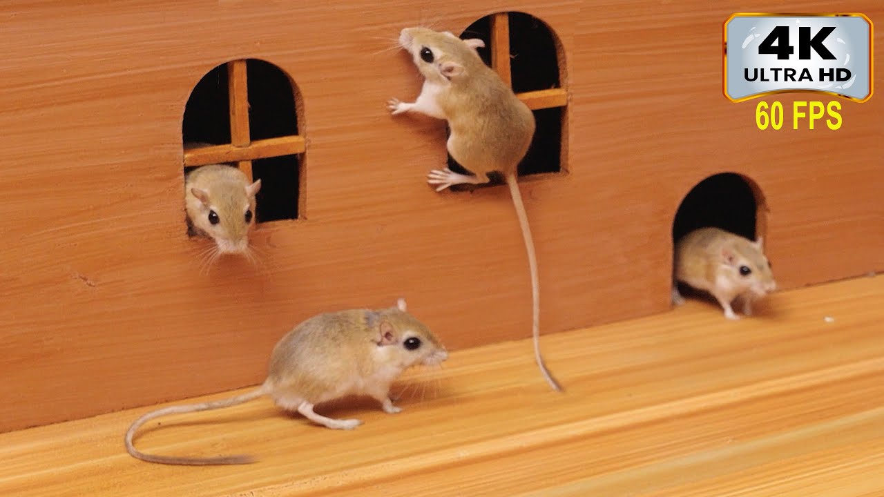 Cat TV Games: Mice Hide & Seek in Jerry's Hole | Mouse Videos for Cats ...