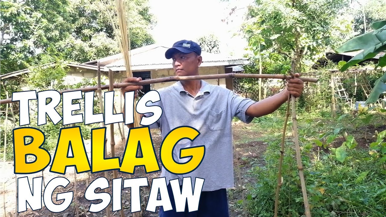 Balag ng sitaw | Trellis for Pole Sitaw / Long Yard Beans - YouTube