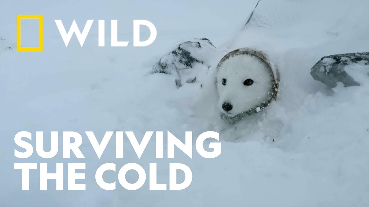 Winter Pushes Life to its Limits | Wild Winter | National Geographic UK ...