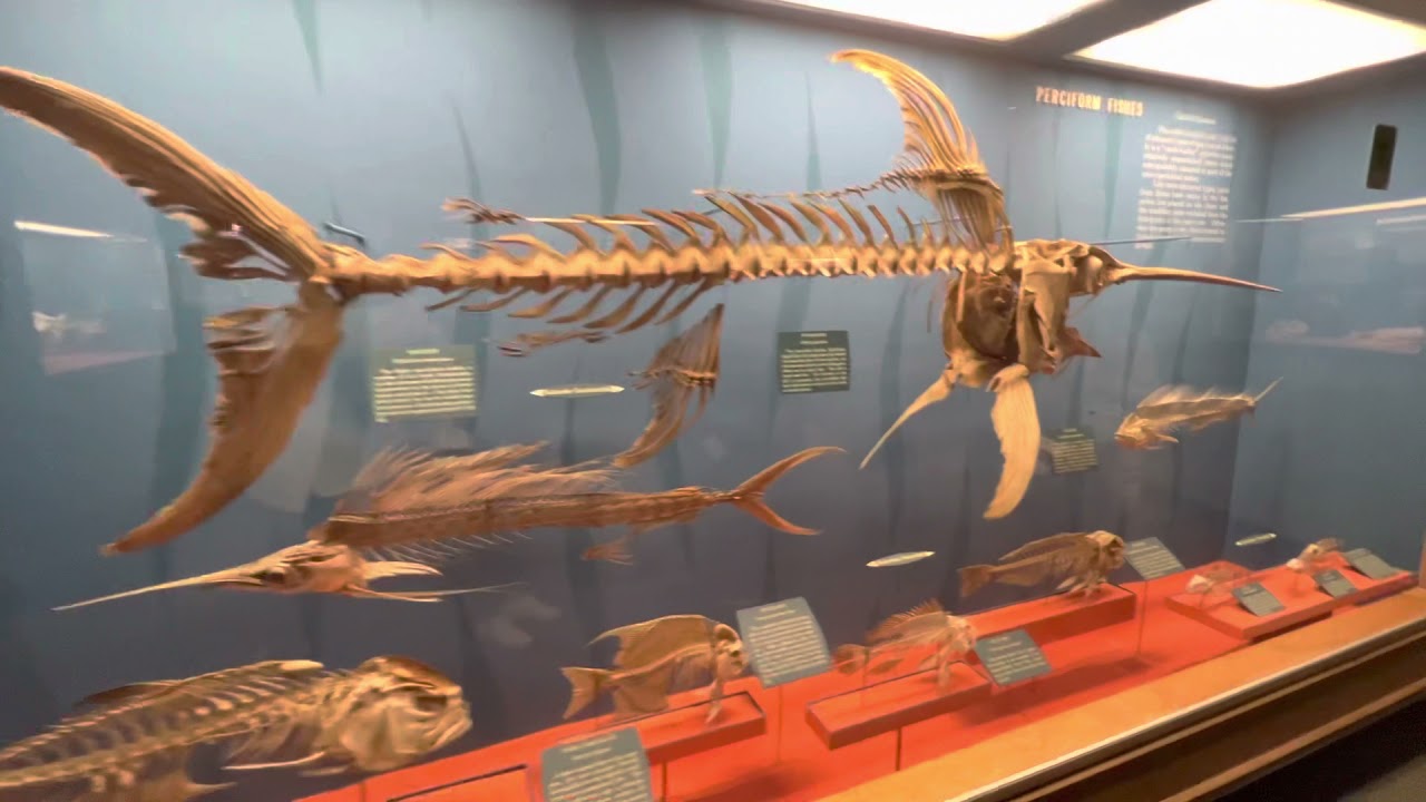 Washington DC | Smithsonian National Museum of Natural History | Bones ...