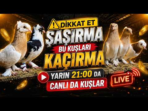 İl Dışından Efsane Bir Kümes Geliyor Atılan Değil Beslenen Efsane Kuşlar