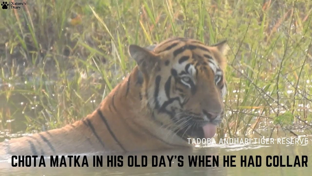 Huge Male Tiger Chota Matka with Radio Collar | Tadoba Andhari Tiger ...