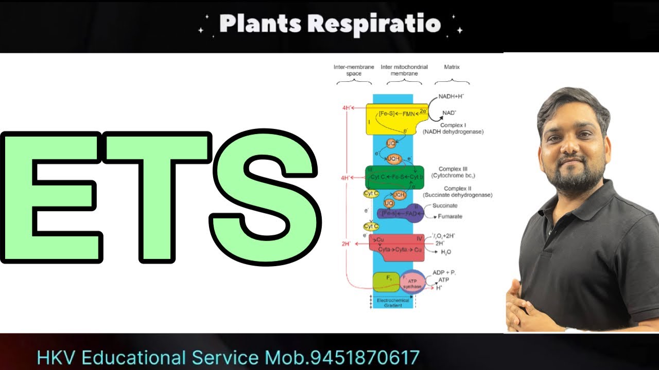 ETS with Tricks//Plant respiration// 11th biology neet // Electron ...