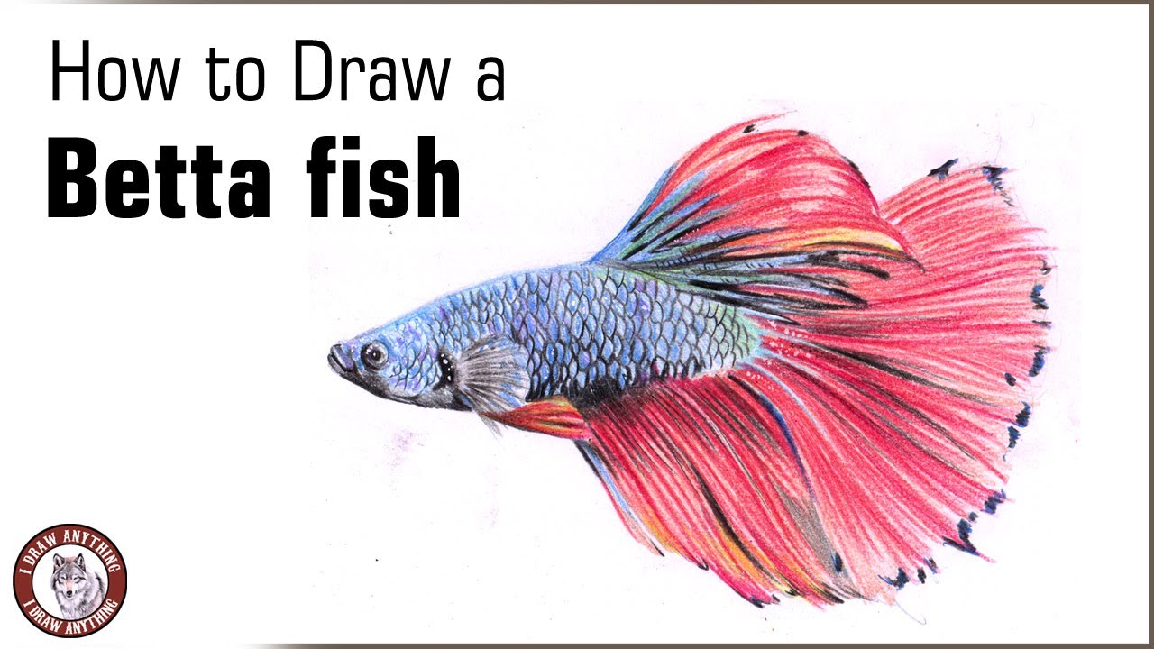 How to Draw a Betta Fish - Colored Pencil Drawing - YouTube