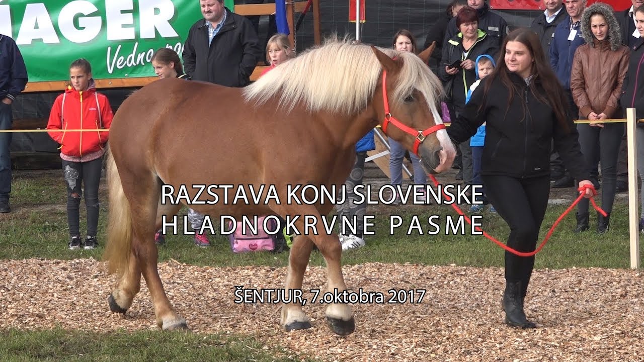 Razstava konj slovenske hladnokrvne pasme Šentjur '17 - YouTube