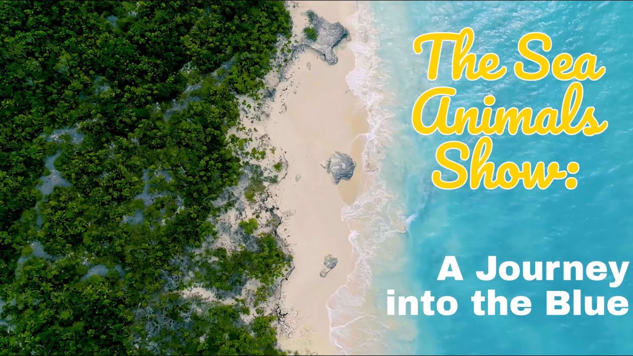 The Sea Animals Show: A Journey into the Blue - YouTube