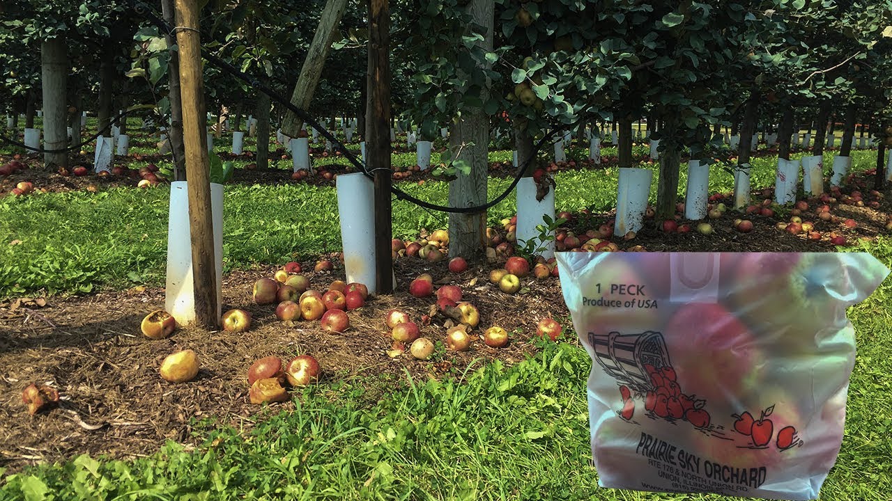 Apple picking, Prairie Sky Orchard, 摘苹果, 摘苹果的时候, 秋天摘苹果 - YouTube