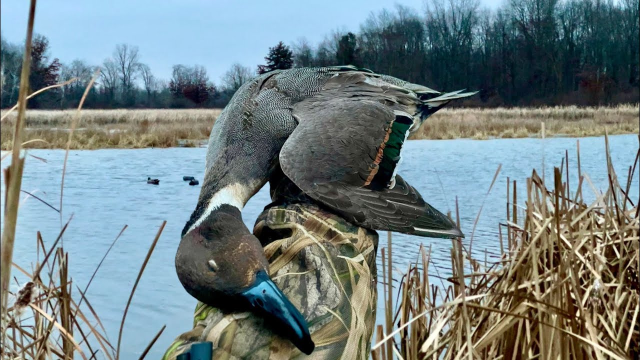 INSANE DUCK Hunting and Goose Hunting Mixed Bag! W/ Surprise Trophy ...