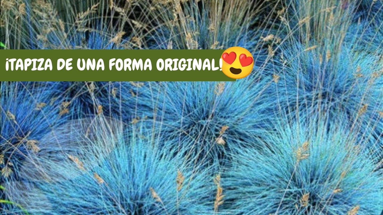 PASTO FESTUCA AZUL: cuidados básicos / ¡TAPIZA tus SUELOS de forma ...